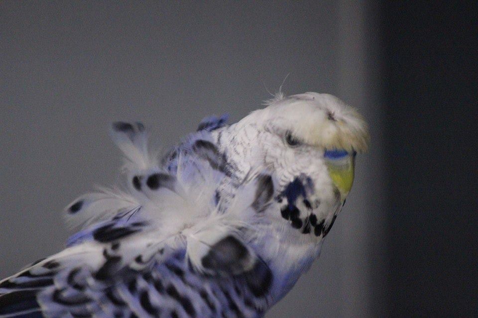 Mutace per (andulka helikoptera) :: gymnofil