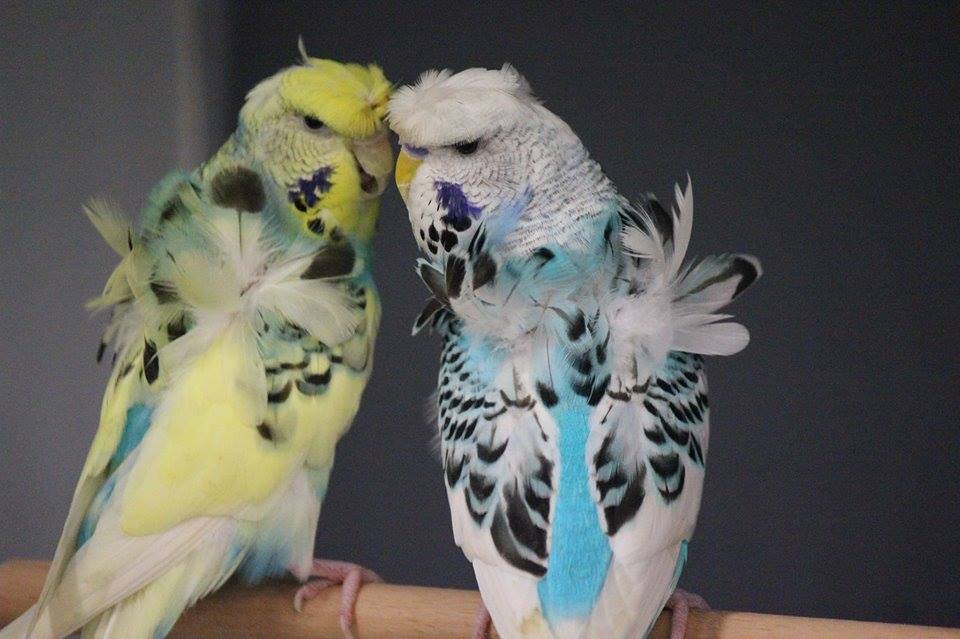 Mutace per (andulka helikoptera) :: gymnofil