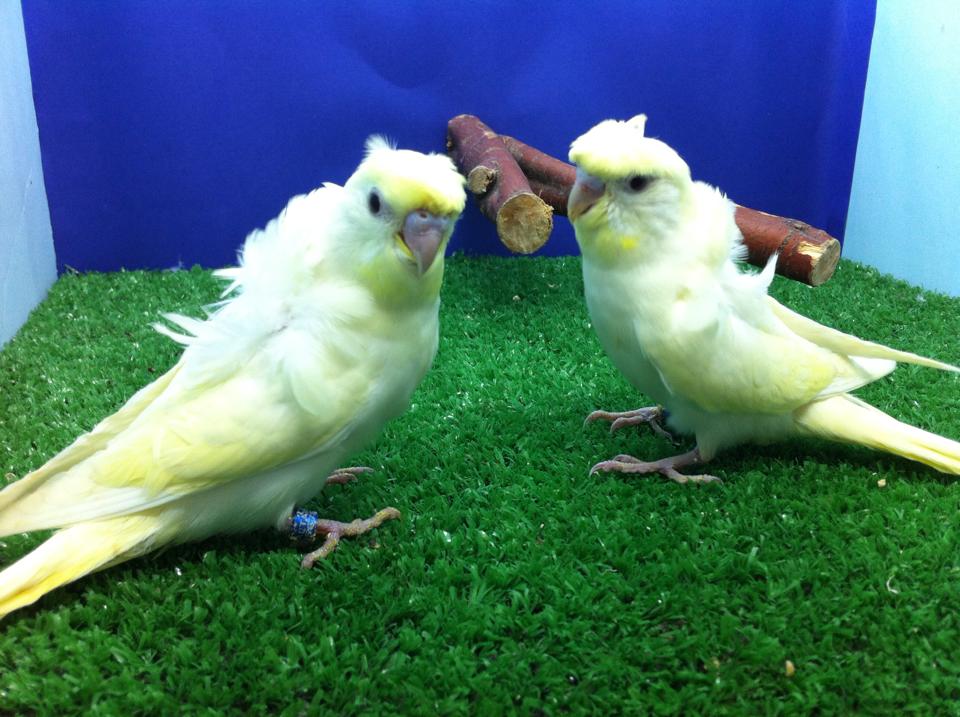 Mutace per (andulka helikoptera) :: gymnofil