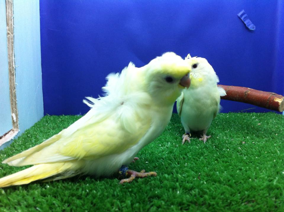 Mutace per (andulka helikoptera) :: gymnofil