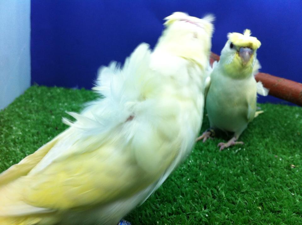 Mutace per (andulka helikoptera) :: gymnofil