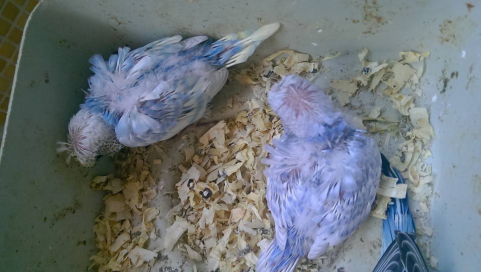 Andulka helikoptera (mutace) :: gymnofil