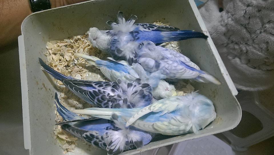 Andulka helikoptera (mutace) :: gymnofil