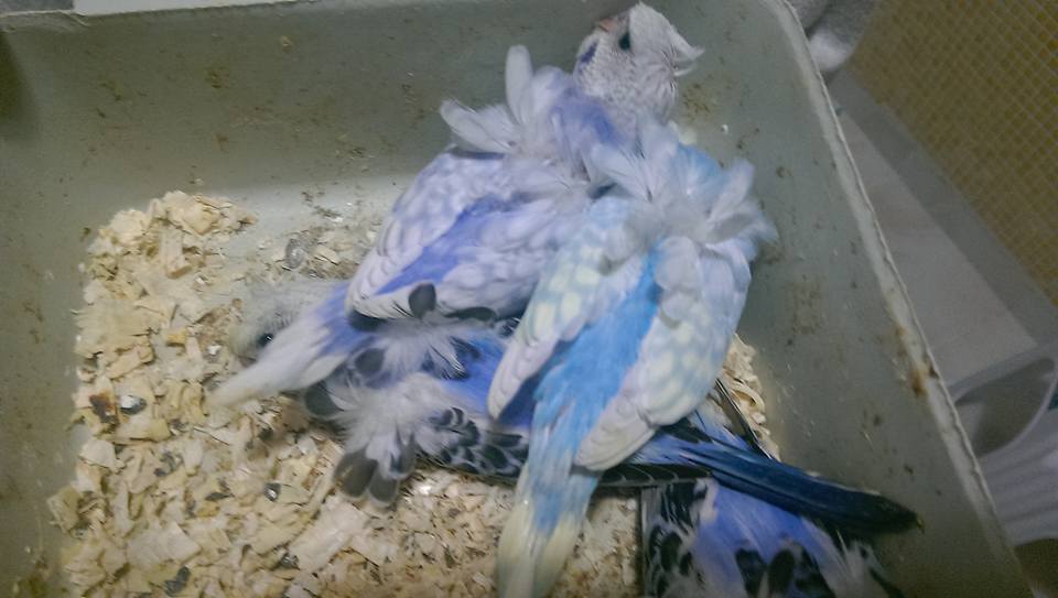 Andulka helikoptera (mutace) :: gymnofil